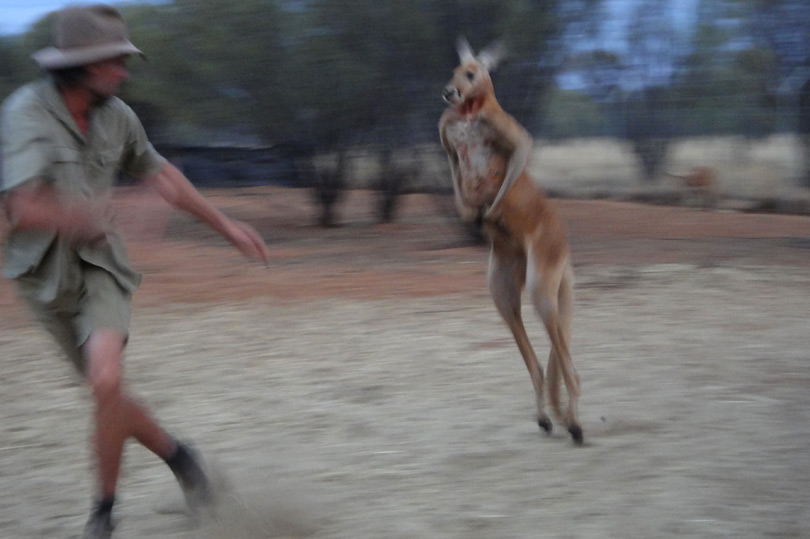 The Kangaroo Sanctuary Alice Springs Guided Sunset Tour